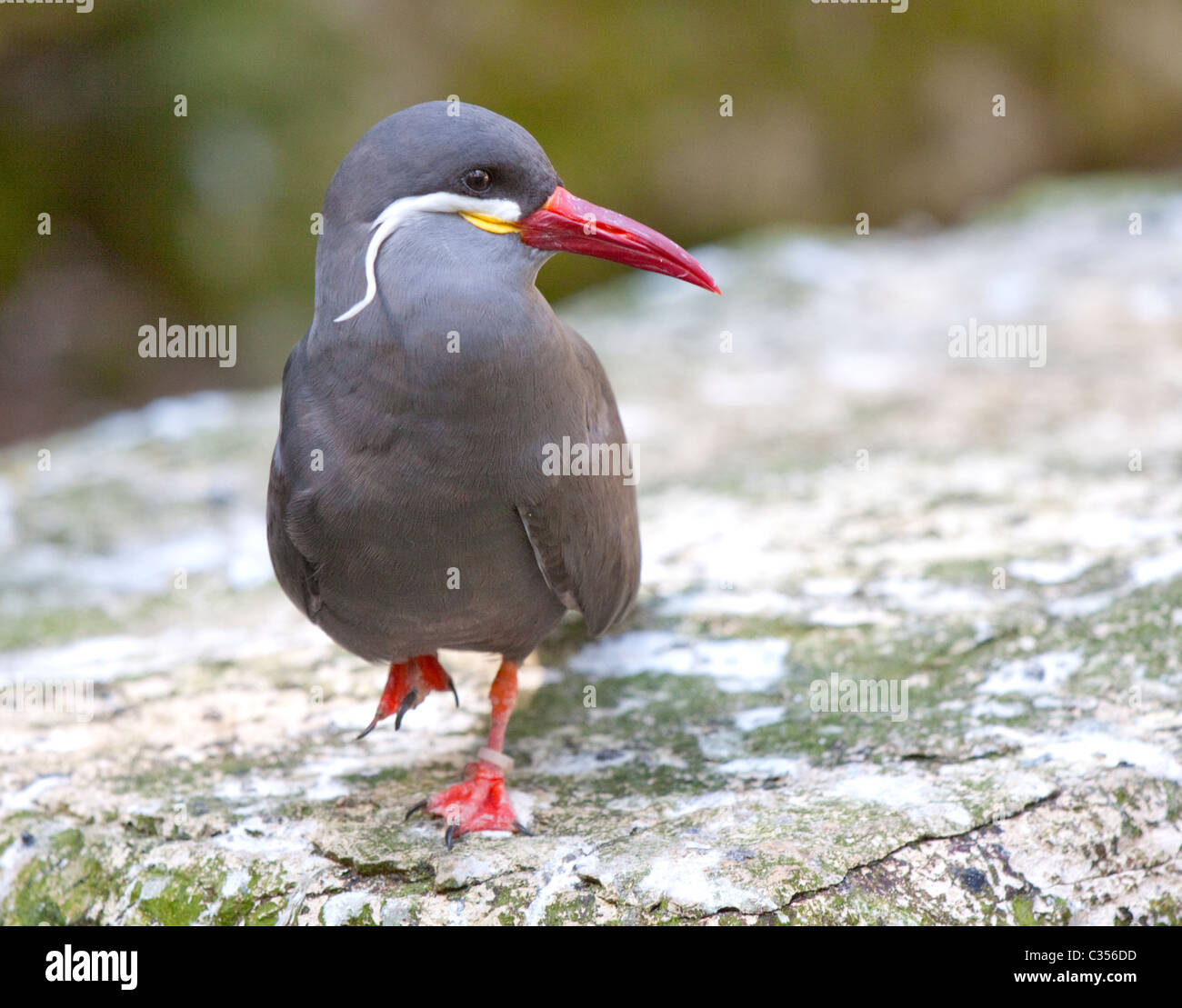 Inca sterna larosterna inca immagini e fotografie stock ad alta ...
