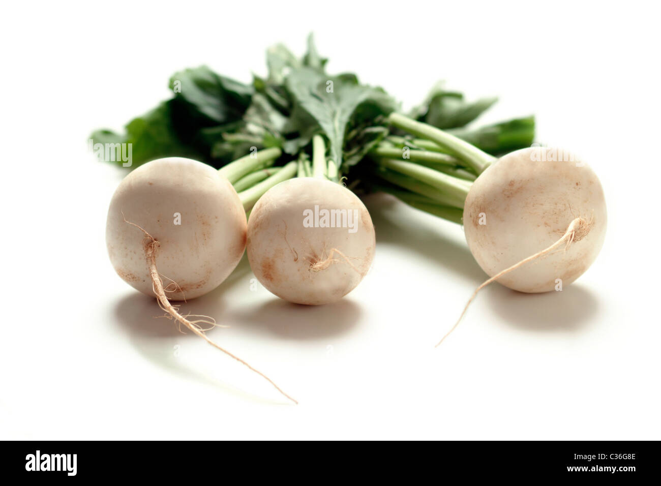 Rapa bianca immagini e fotografie stock ad alta risoluzione - Alamy