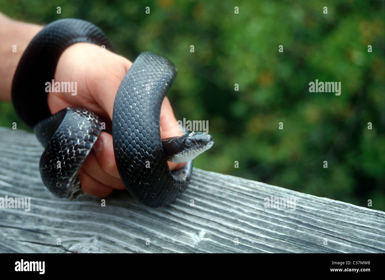 Serpente nero immagini e fotografie stock ad alta risoluzione - Alamy