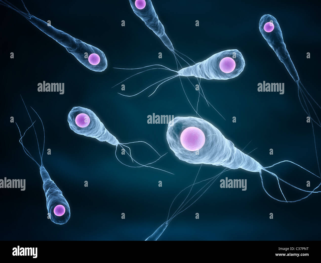 Batterio del tetano immagini e fotografie stock ad alta risoluzione - Alamy