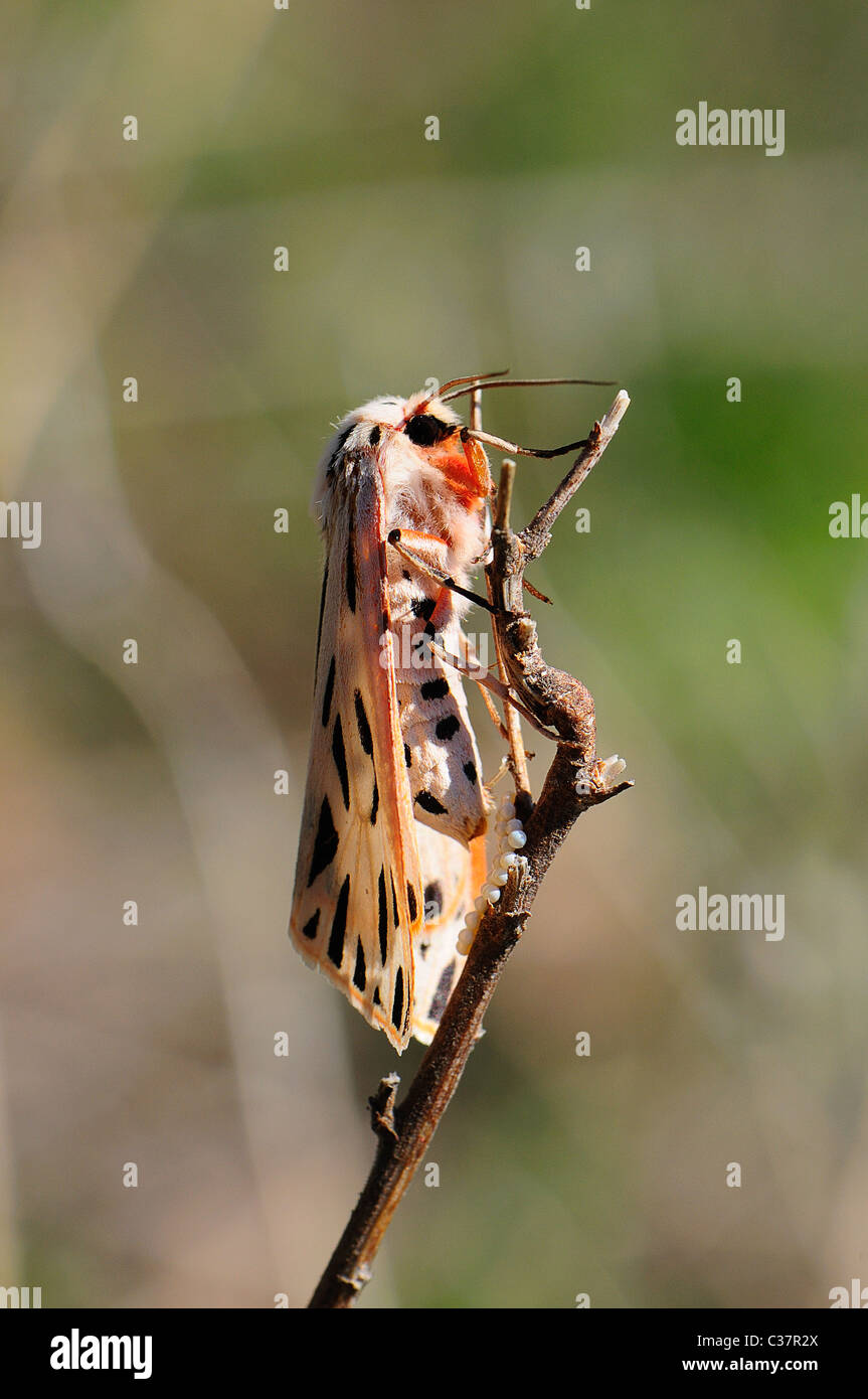 Grande falena tigre immagini e fotografie stock ad alta risoluzione - Alamy