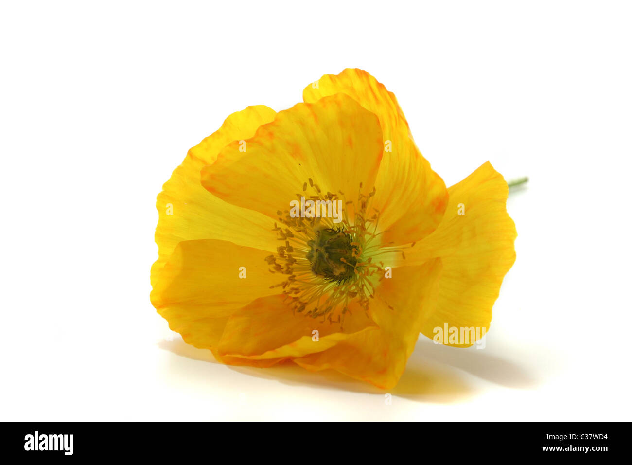 Papavero artico nudicaule papaver immagini e fotografie stock ad alta ...