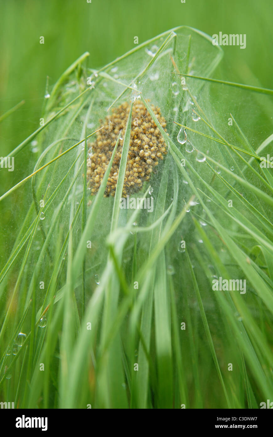 Nido di ragni immagini e fotografie stock ad alta risoluzione - Alamy