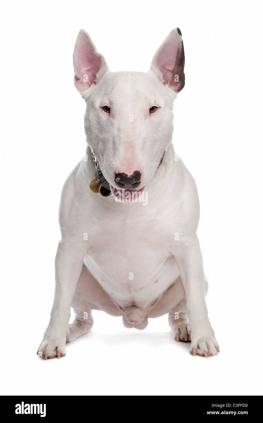 Sfondo bianco bull terrier immagini e fotografie stock ad alta ...
