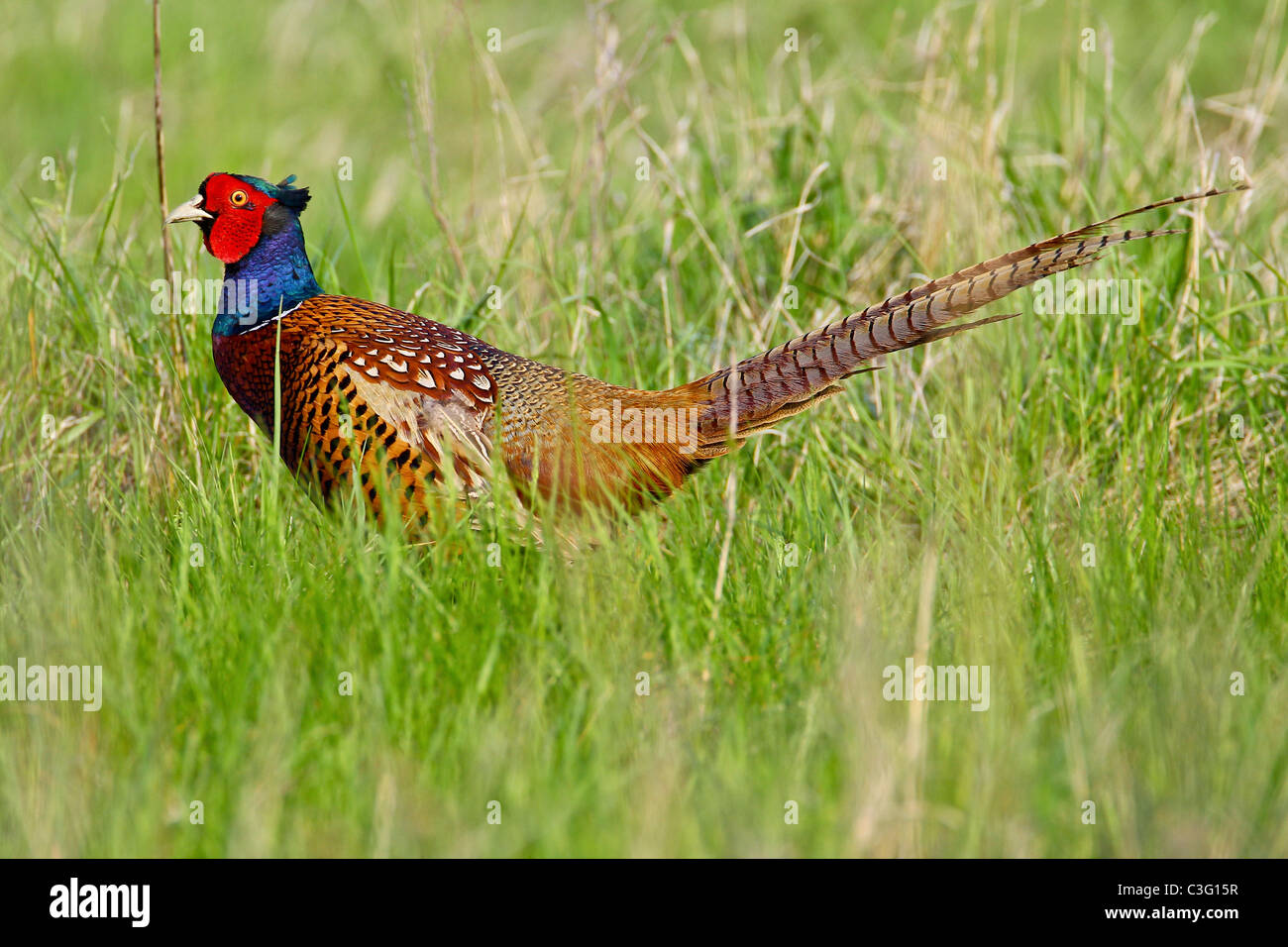 Fagiano rosso immagini e fotografie stock ad alta risoluzione - Alamy