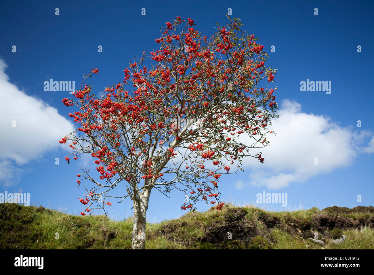 Albero Sorbus Immagini e Fotos Stock - Alamy