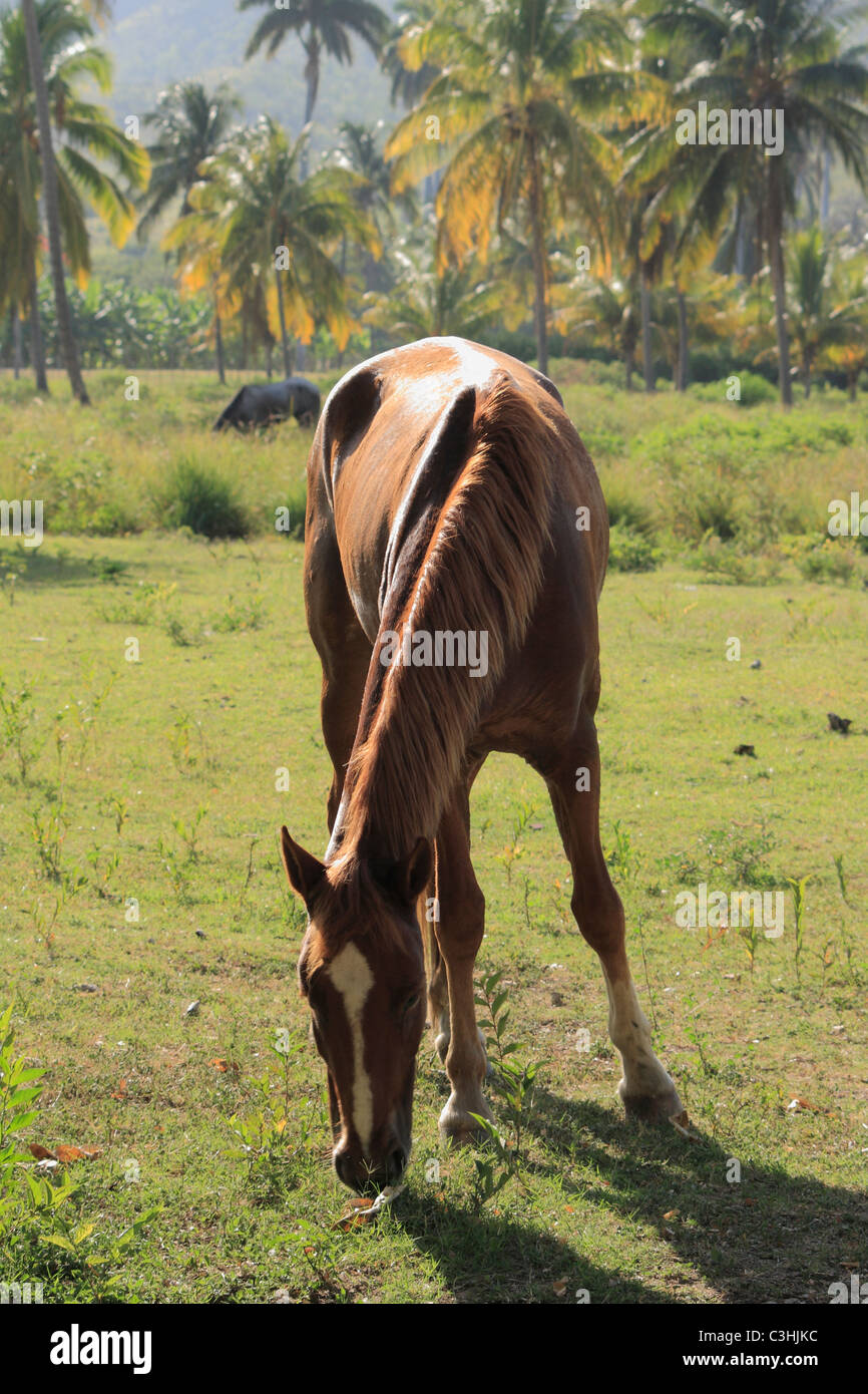 Cubano equestre immagini e fotografie stock ad alta risoluzione - Alamy