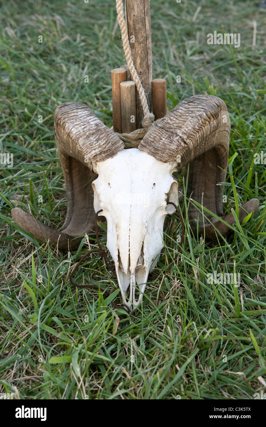 Corna di pecore bighorn immagini e fotografie stock ad alta risoluzione ...