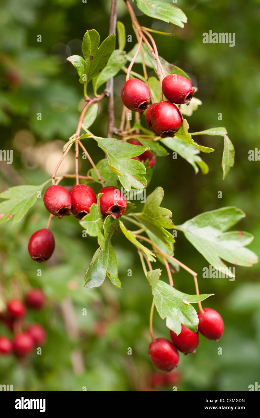 Bacche ovoidali immagini e fotografie stock ad alta risoluzione - Alamy