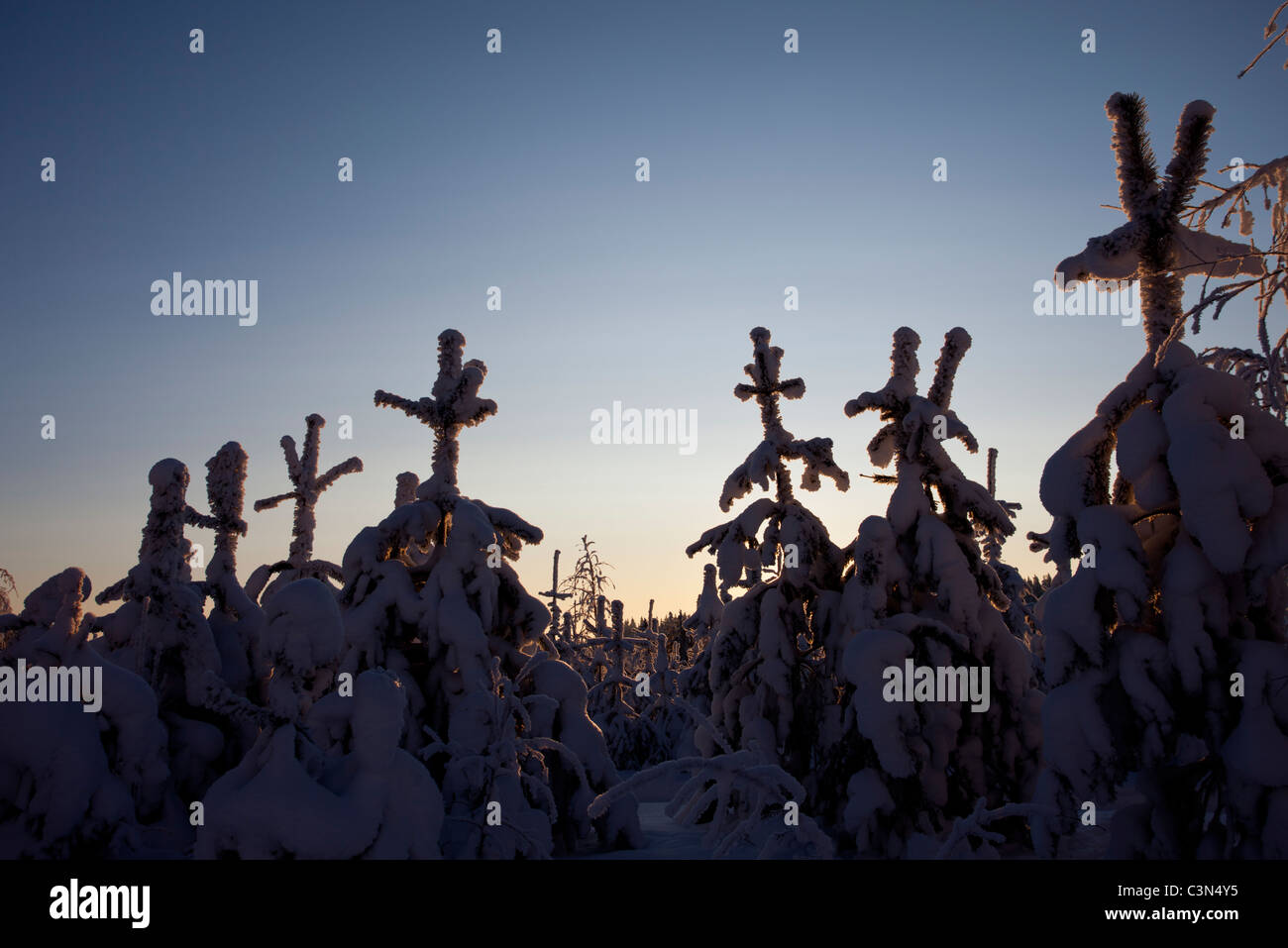 Sagome delle piantine di pini innevati ( pinus sylvestris ) in inverno ...