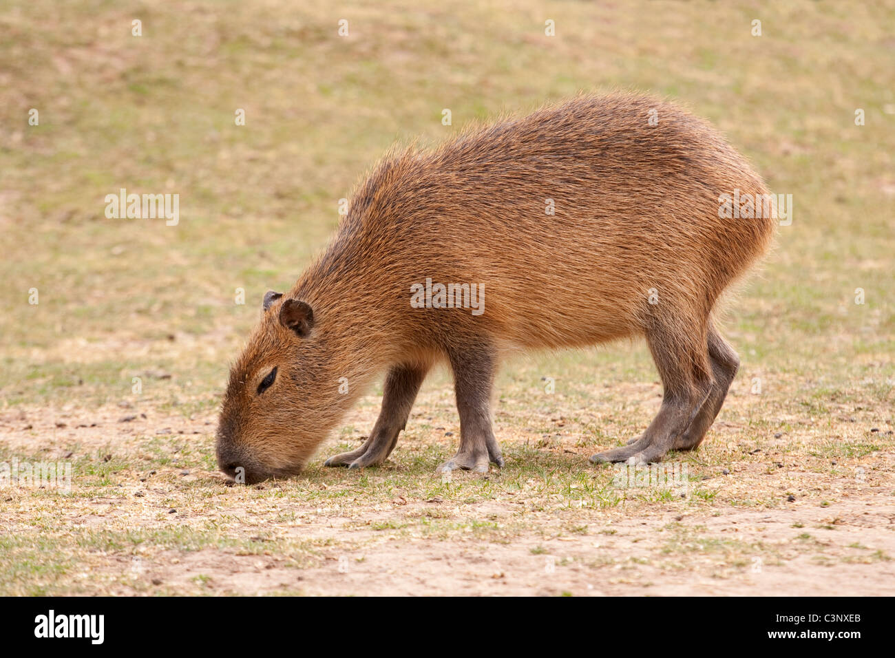 Capibara o capibara hydrochoerus hydrochaeris immagini e fotografie ...