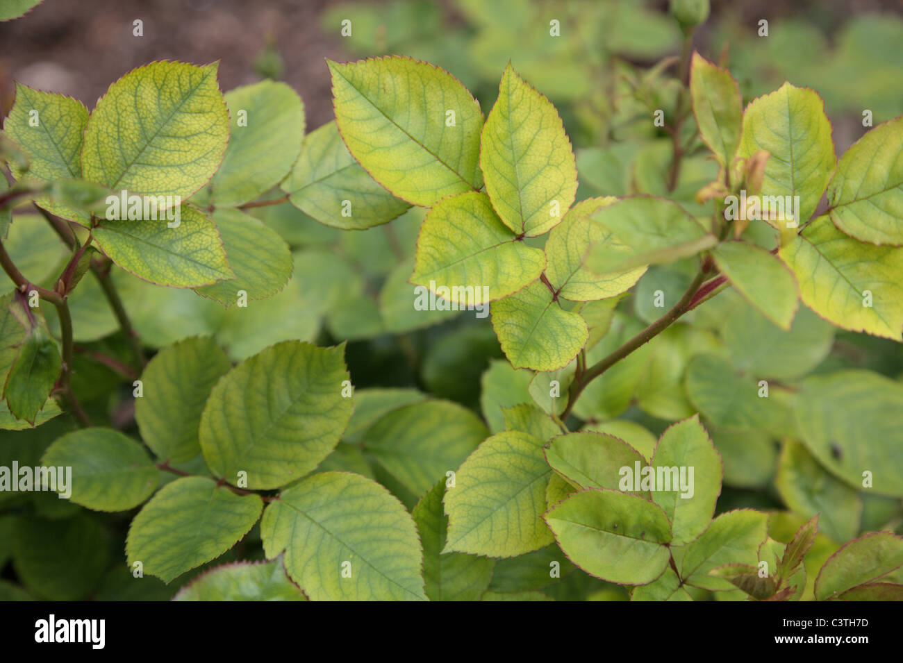 Nutrient deficiency immagini e fotografie stock ad alta risoluzione - Alamy