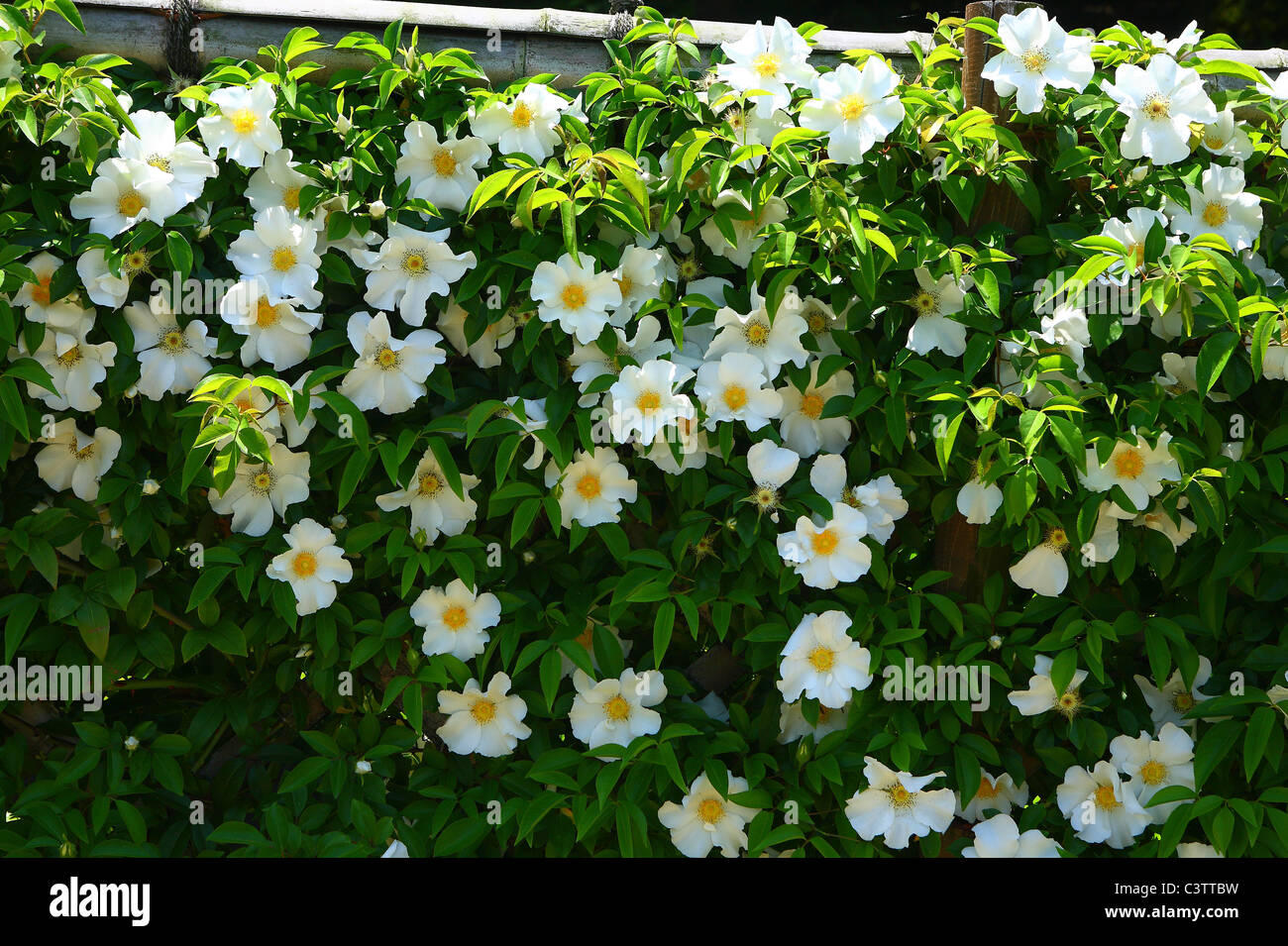 Rosa laevigata rose immagini e fotografie stock ad alta risoluzione - Alamy