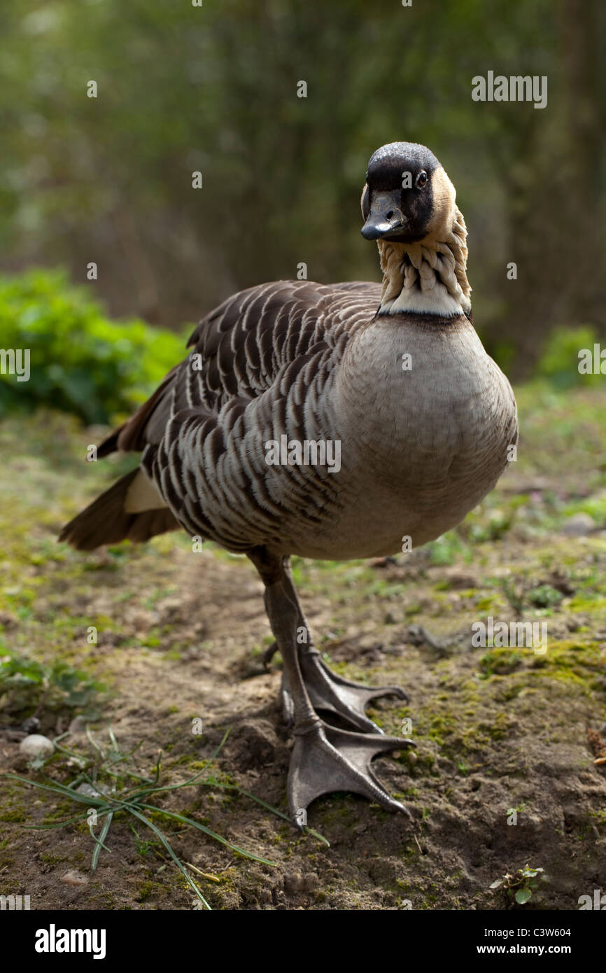 Piedi estesi immagini e fotografie stock ad alta risoluzione - Alamy