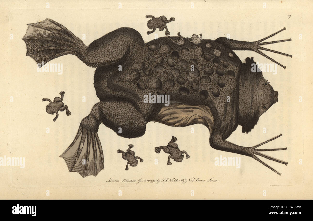 Pipa pipa frog immagini e fotografie stock ad alta risoluzione - Alamy