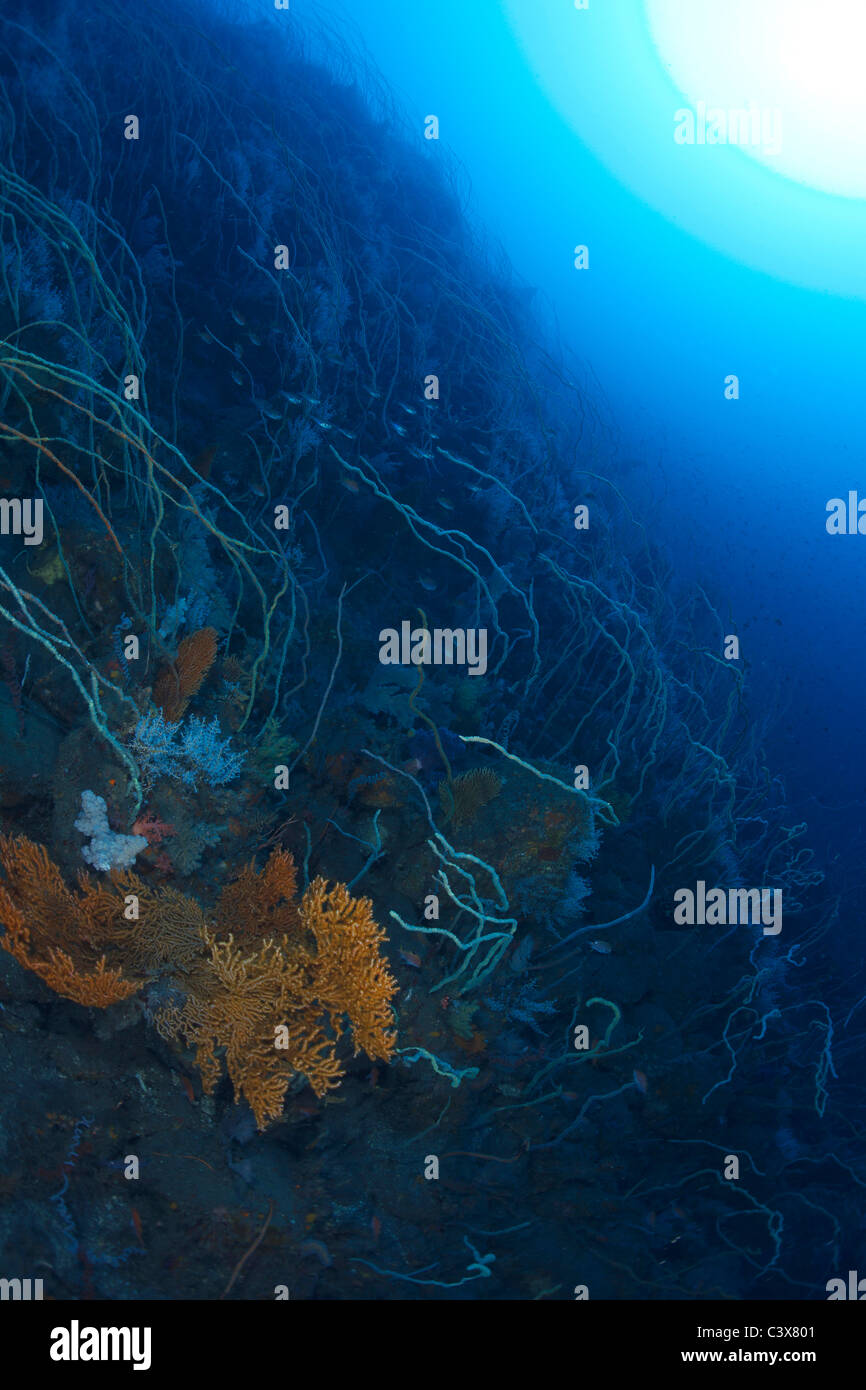 Fondali oceanici immagini e fotografie stock ad alta risoluzione - Alamy