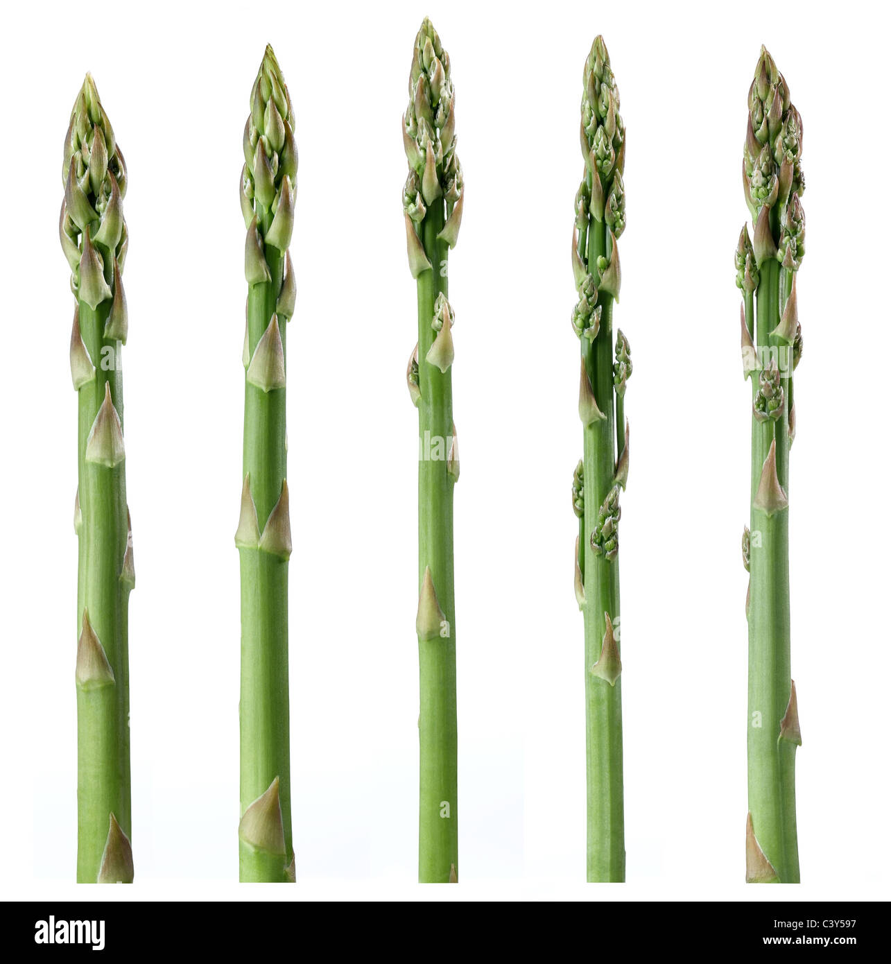 Pianta di asparagi officinalis immagini e fotografie stock ad alta ...