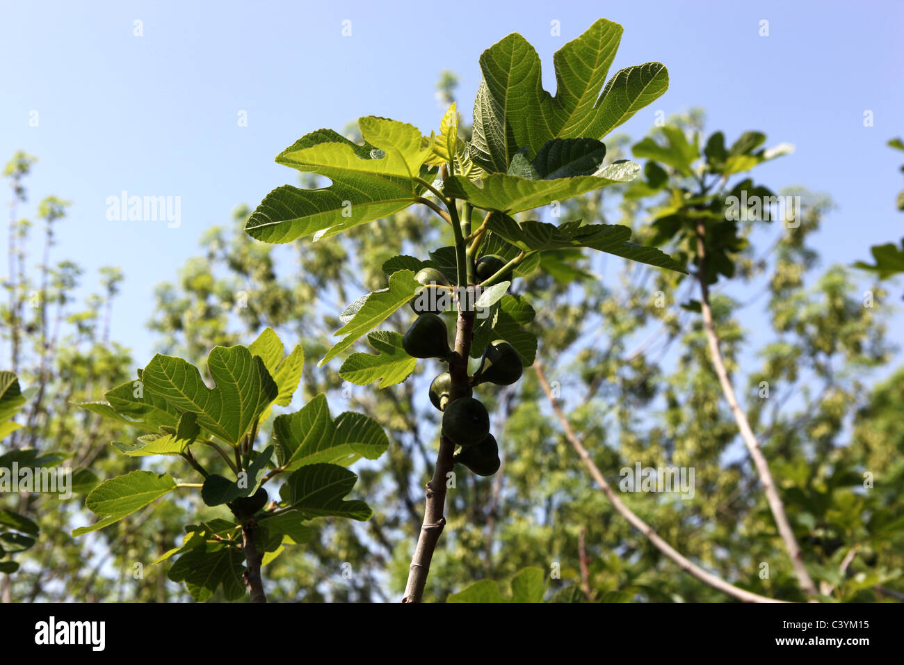 Albero di fico italia europa immagini e fotografie stock ad alta ...