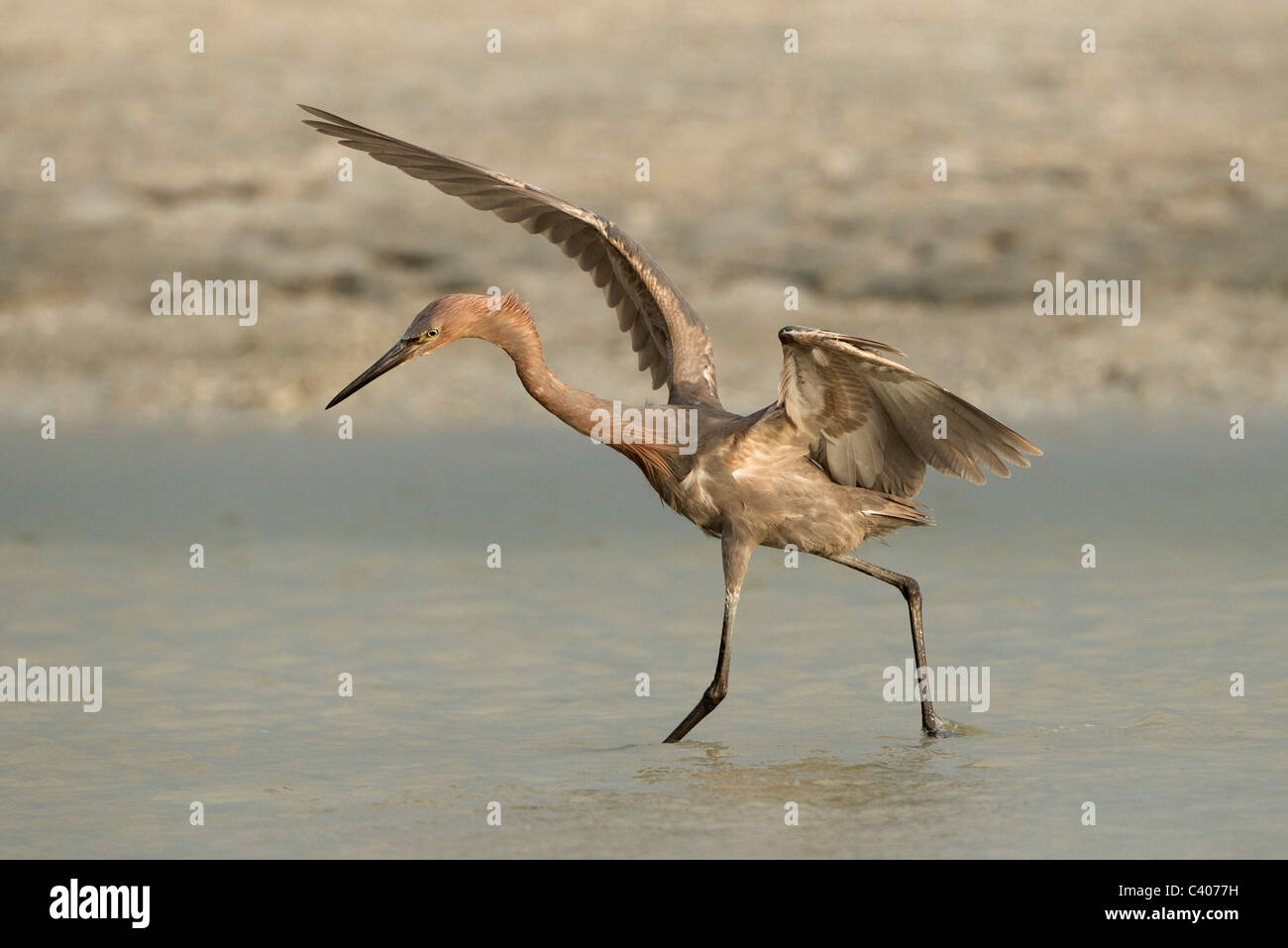 Garzetta rossastra la pesca in laguna poco profonda, Florida Foto stock ...