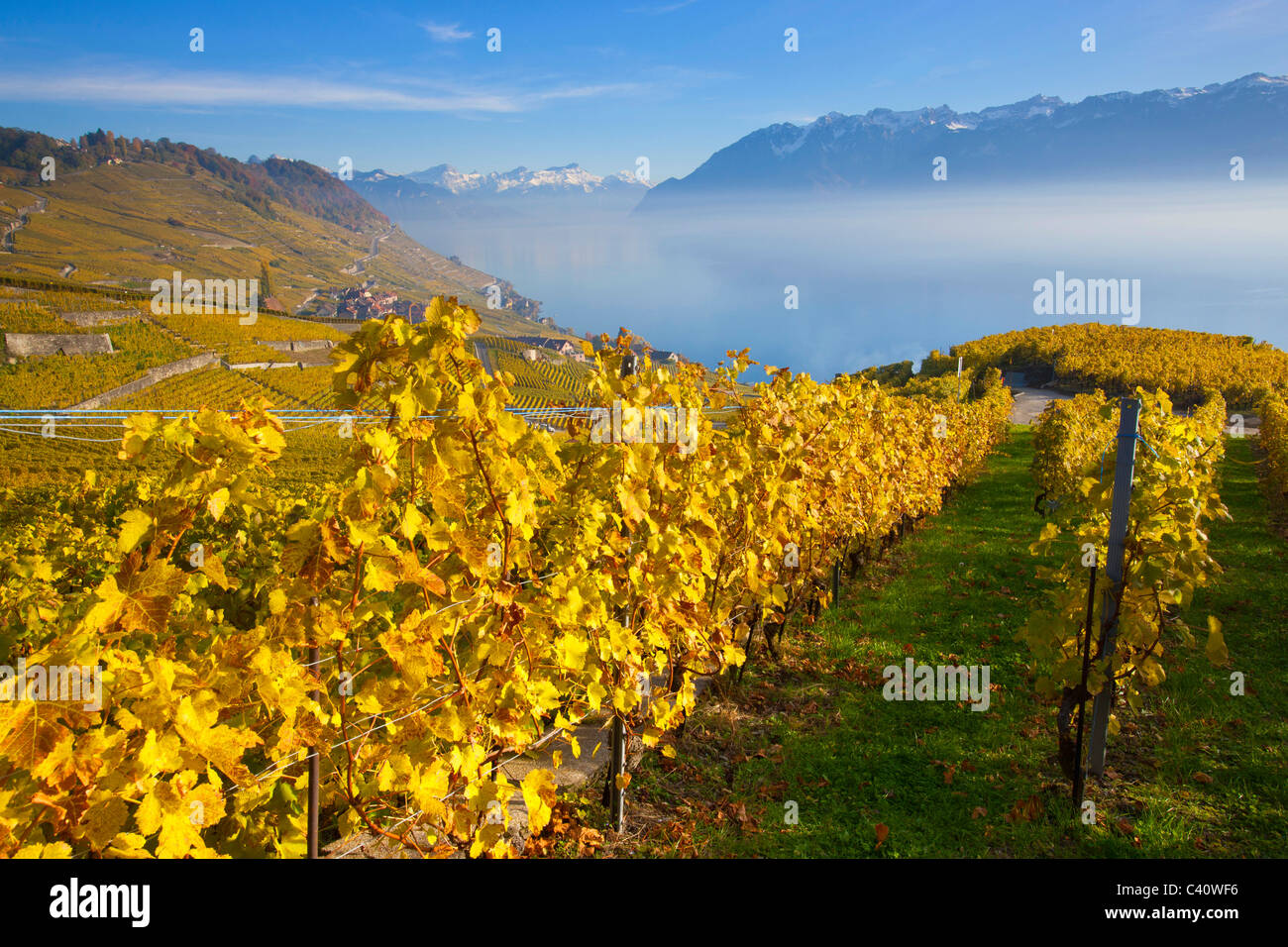 Epesses, Svizzera, Europa, canton Vaud, Lavaux, area vitivinicola ...