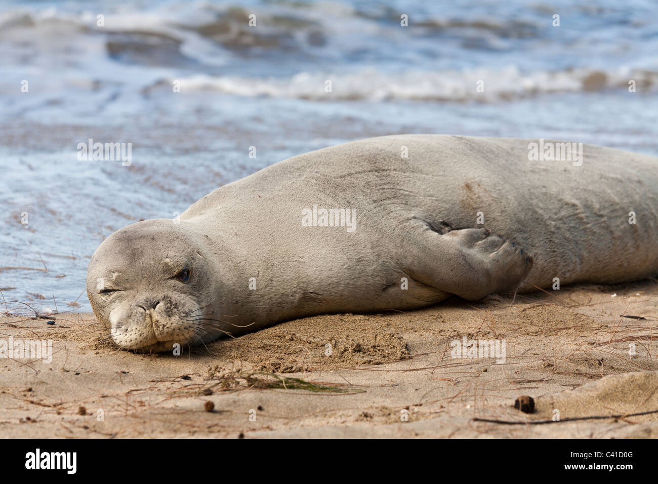 Il risveglio Foca Monaca sulla spiaggia. Hawai'una foca monaca una ...