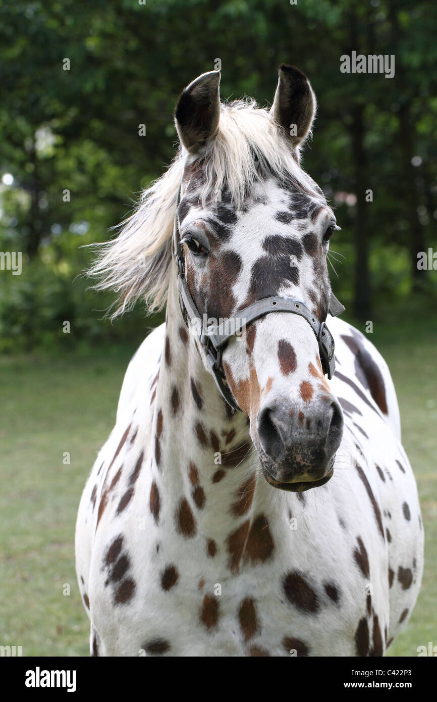 Appaloosa horse head immagini e fotografie stock ad alta risoluzione ...