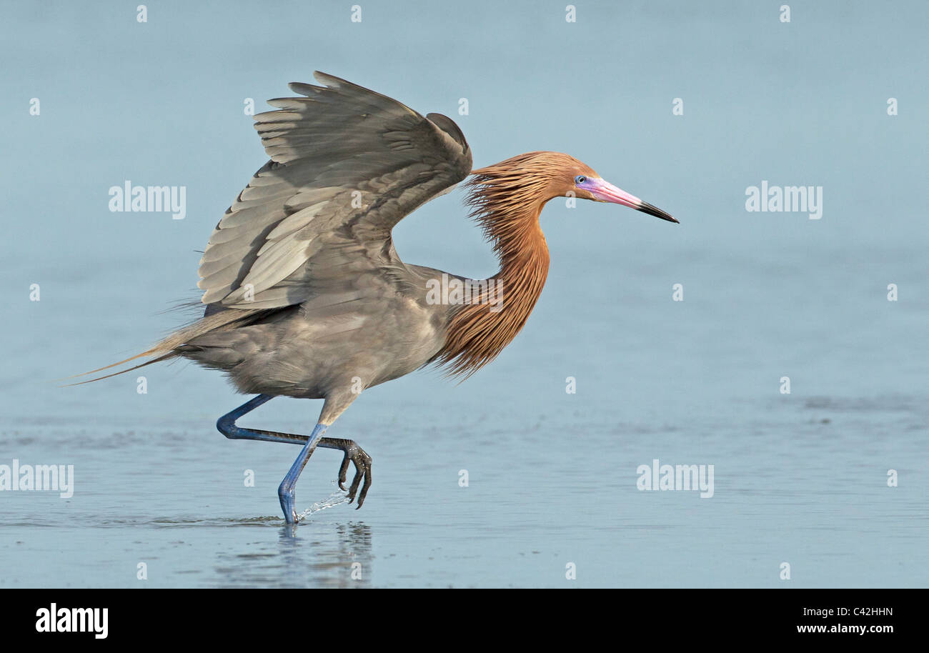 Garzetta rossastra immagini e fotografie stock ad alta risoluzione - Alamy