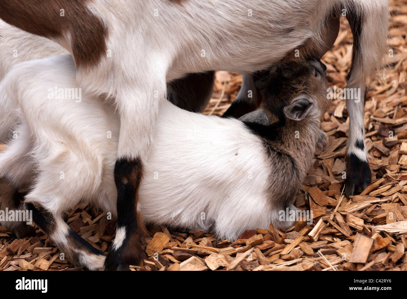 Capra con orecchie naturali immagini e fotografie stock ad alta ...