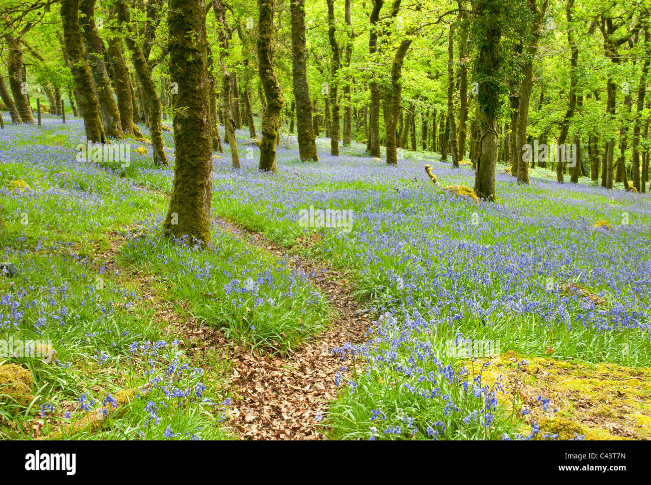Bosco in dartmoor immagini e fotografie stock ad alta risoluzione - Alamy