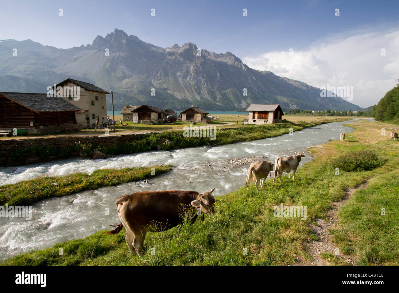 Stufe di mucche immagini e fotografie stock ad alta risoluzione - Alamy