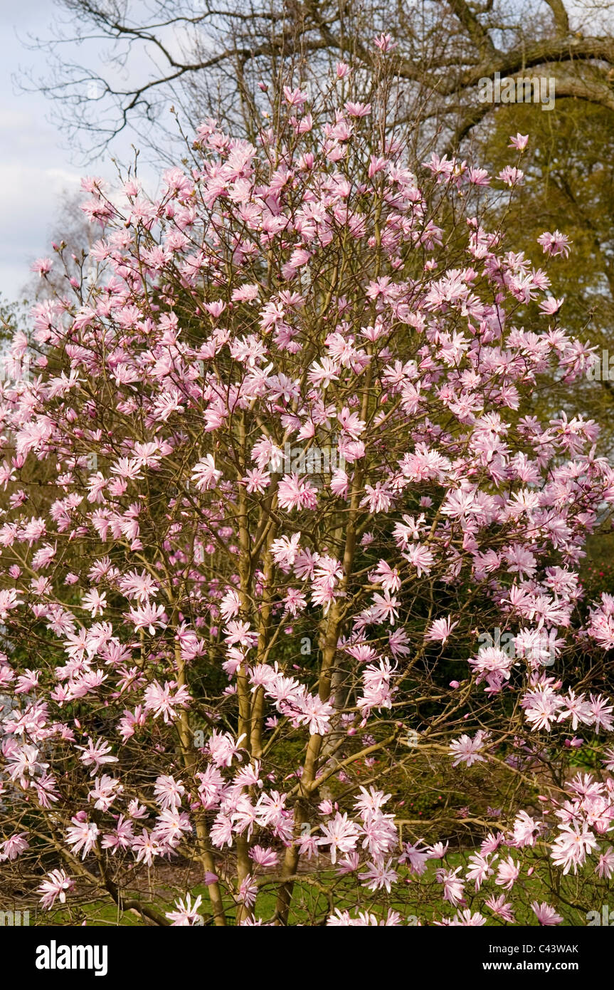 Magnolia jane tree immagini e fotografie stock ad alta risoluzione - Alamy
