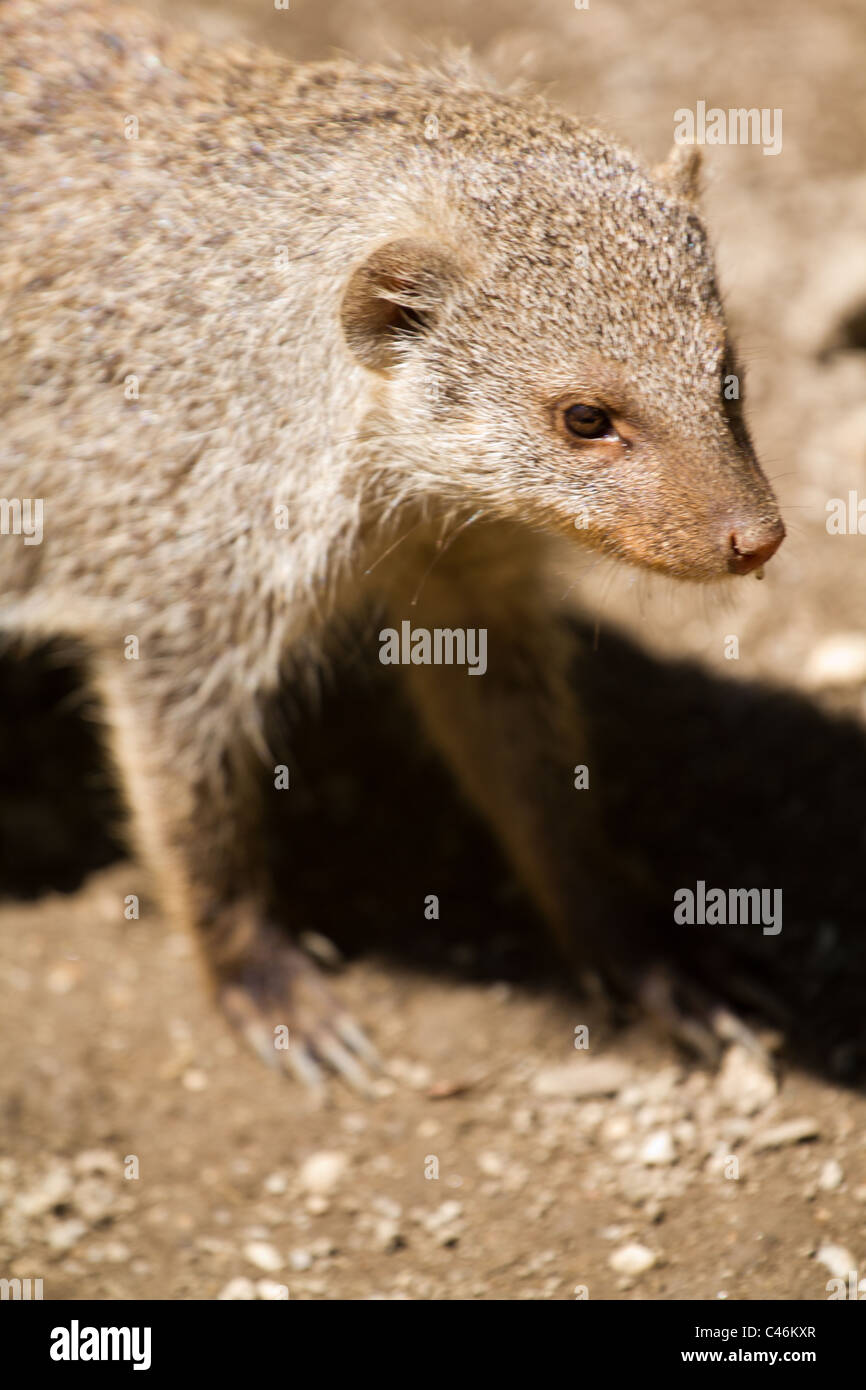 Mangusta fasciata africana immagini e fotografie stock ad alta ...
