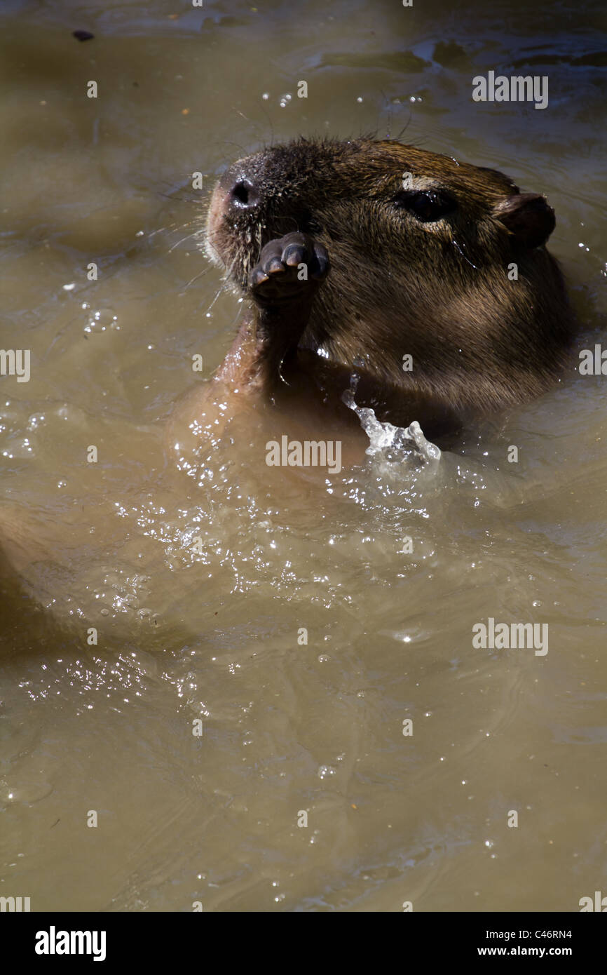Capibara roditore immagini e fotografie stock ad alta risoluzione - Alamy
