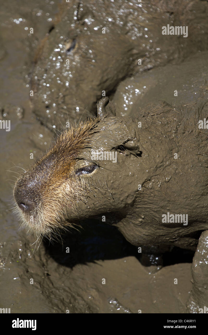 Capibara roditore immagini e fotografie stock ad alta risoluzione - Alamy