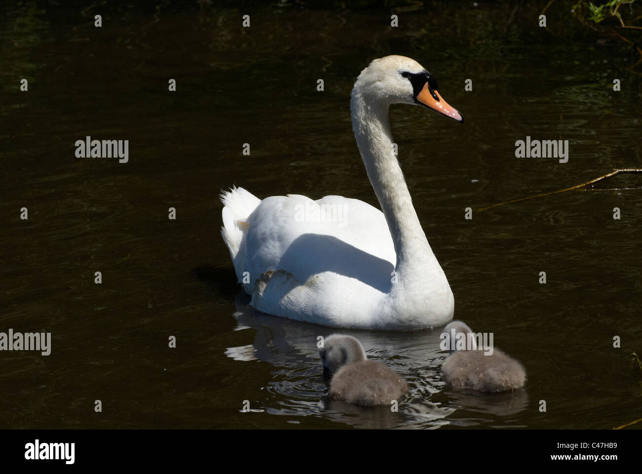 Cigno muto bambino immagini e fotografie stock ad alta risoluzione - Alamy