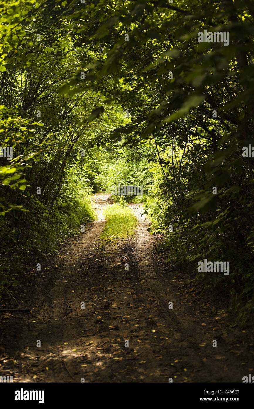 Radura in un bosco immagini e fotografie stock ad alta risoluzione - Alamy