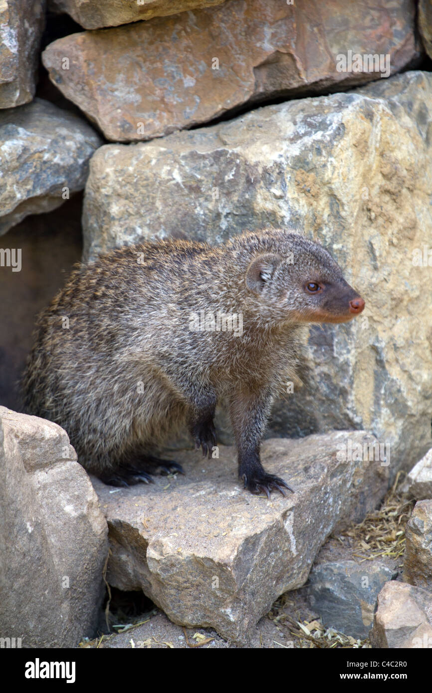 Mangusta selvatica immagini e fotografie stock ad alta risoluzione - Alamy