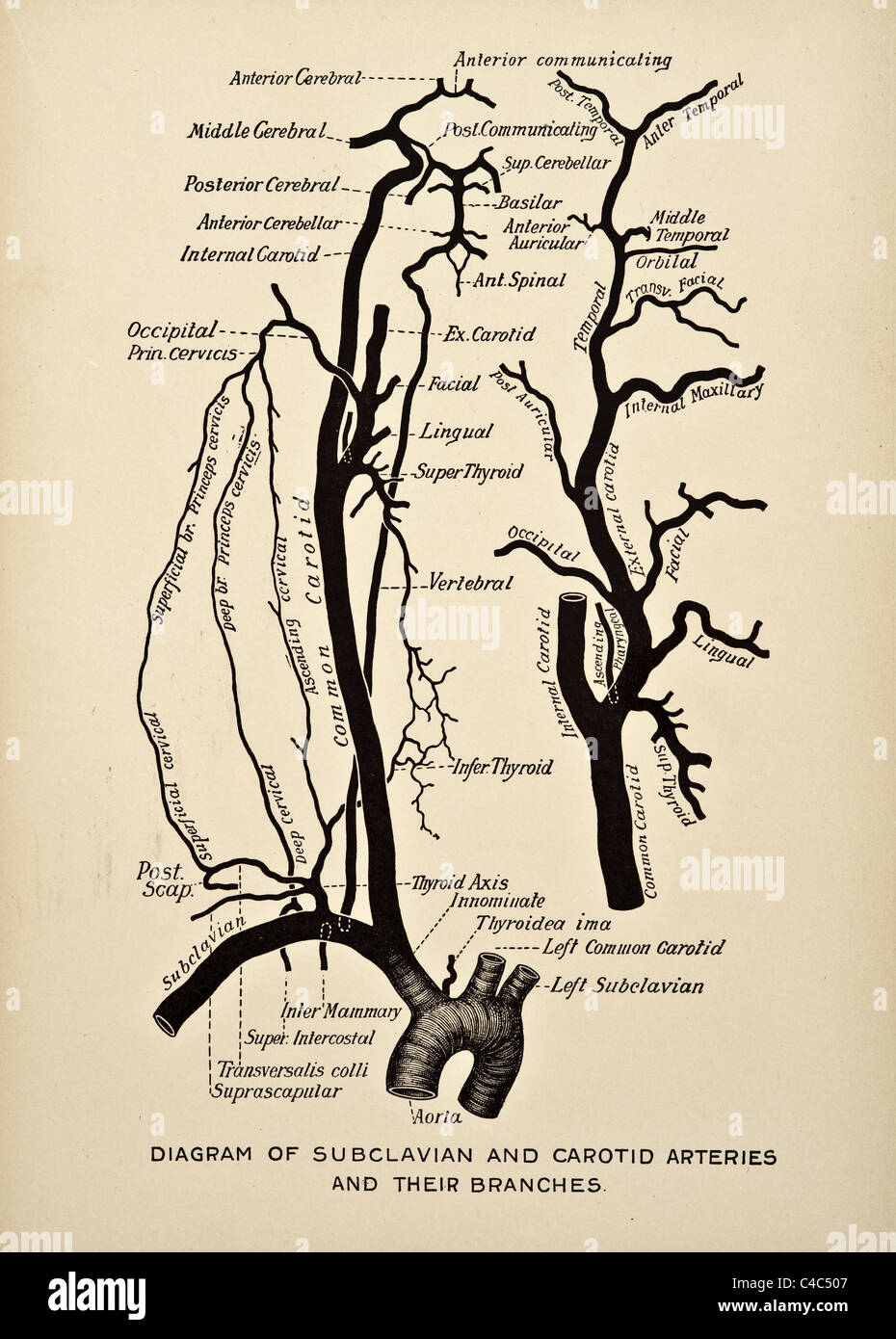 Arteria carotide esterna immagini e fotografie stock ad alta ...