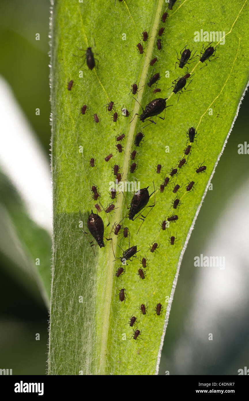 Afidi nero aspirare sap da piante, pest Hemiptera Foto stock - Alamy