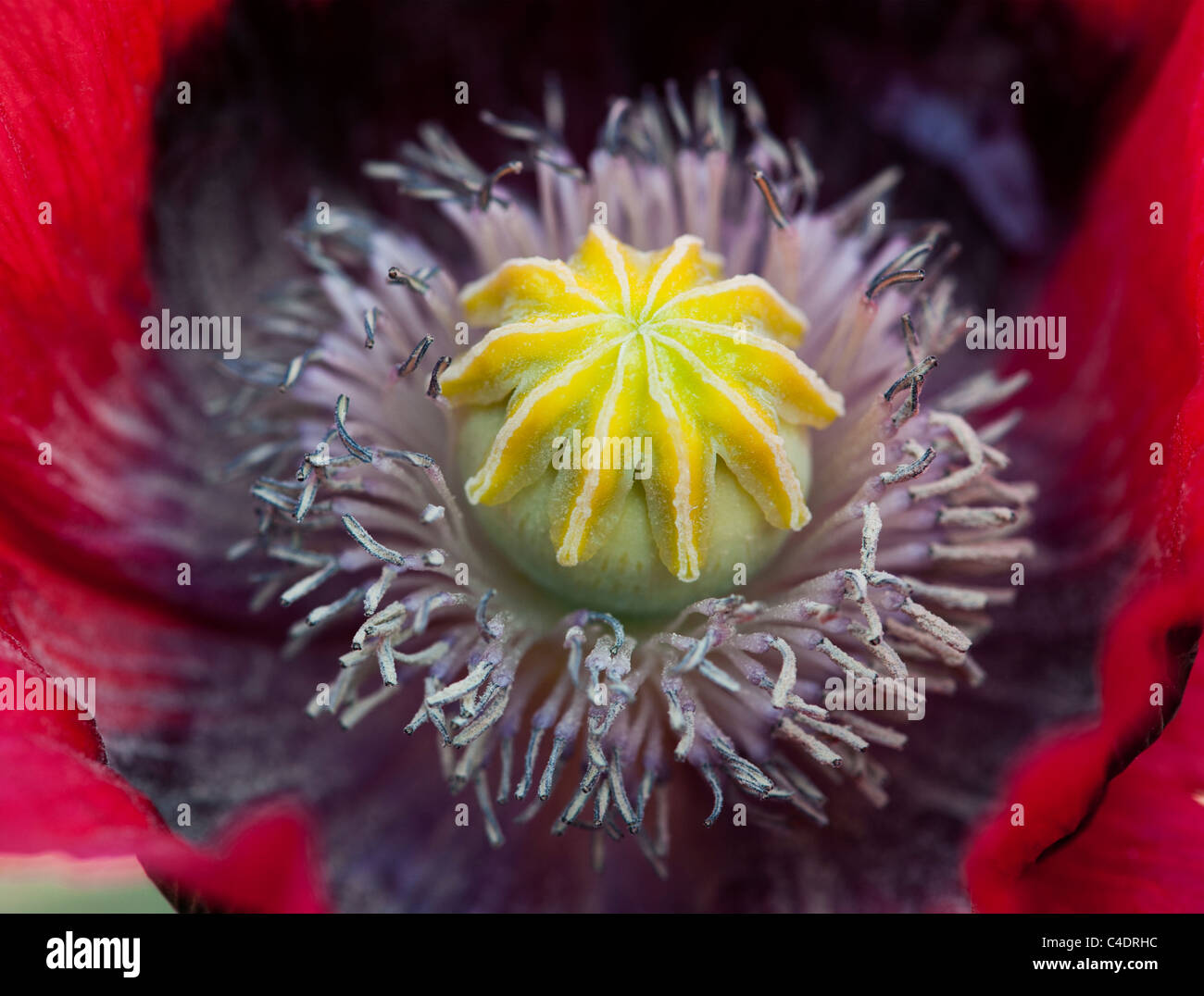 Piante Da Giardino Papaveri Piante Da Fiori Immagini e Fotos Stock - Alamy