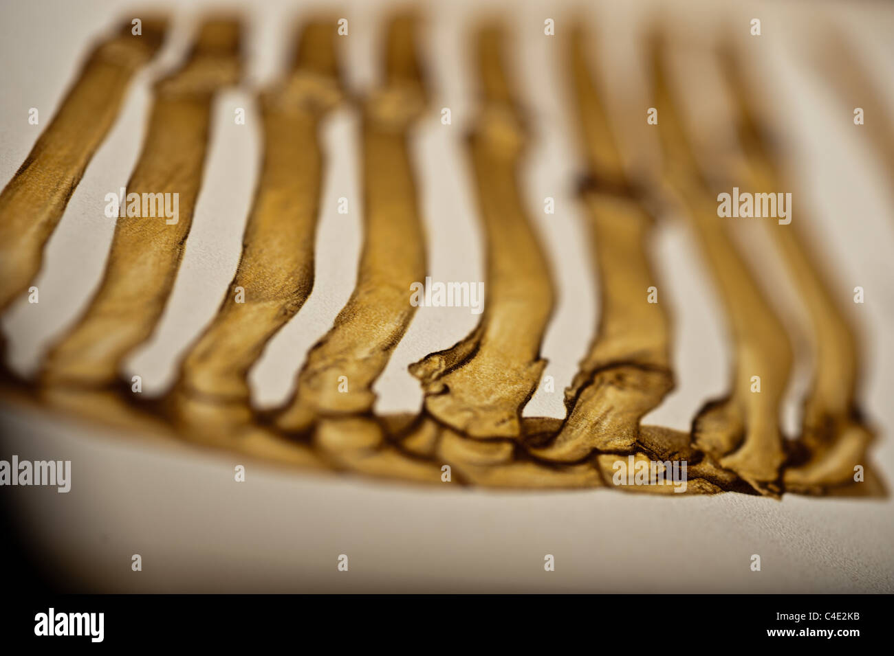 Costole false immagini e fotografie stock ad alta risoluzione - Alamy