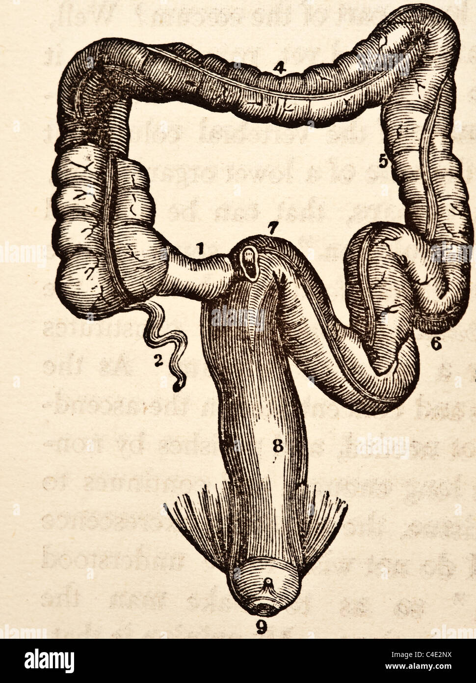 Antica Illustrazione medica di viscere umane, gli organi interni e la ...