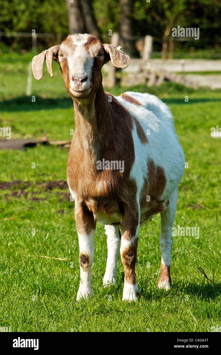 Capra boera capra hircus immagini e fotografie stock ad alta ...
