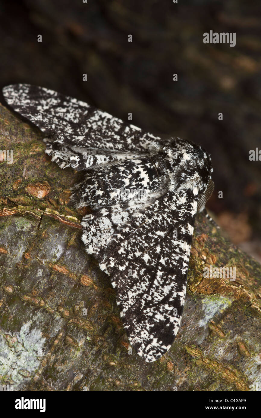 Biston betularia typica immagini e fotografie stock ad alta risoluzione ...