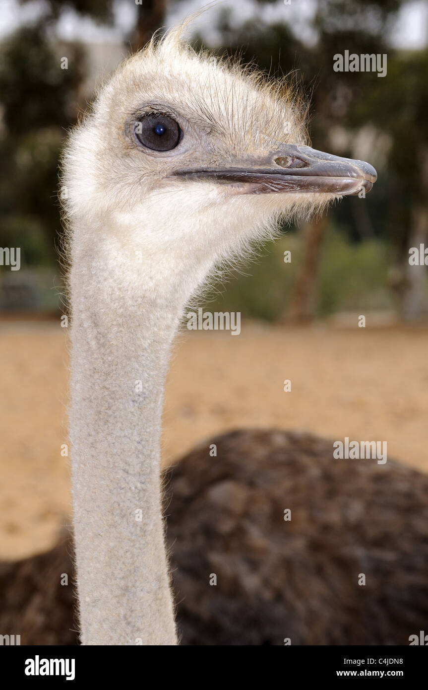 Teste di struzzo immagini e fotografie stock ad alta risoluzione - Alamy
