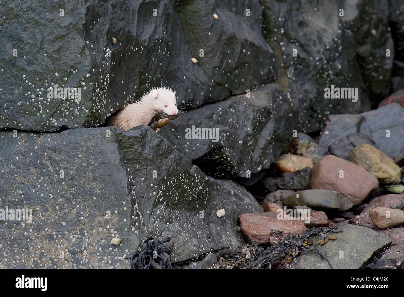 Visone europeo immagini e fotografie stock ad alta risoluzione - Alamy