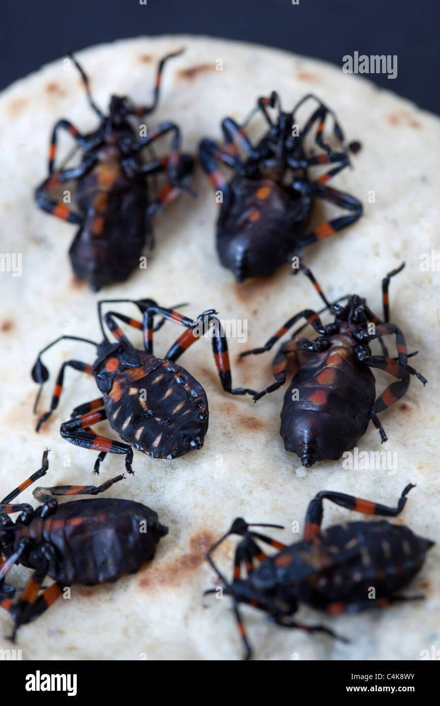 Chahuis o Xamoes Edible Beetle Mexico - un esempio dello strano o ...