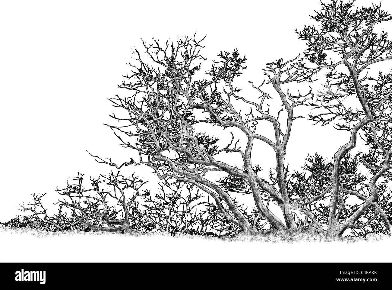 Disegno In Bianco E Nero Autunnale