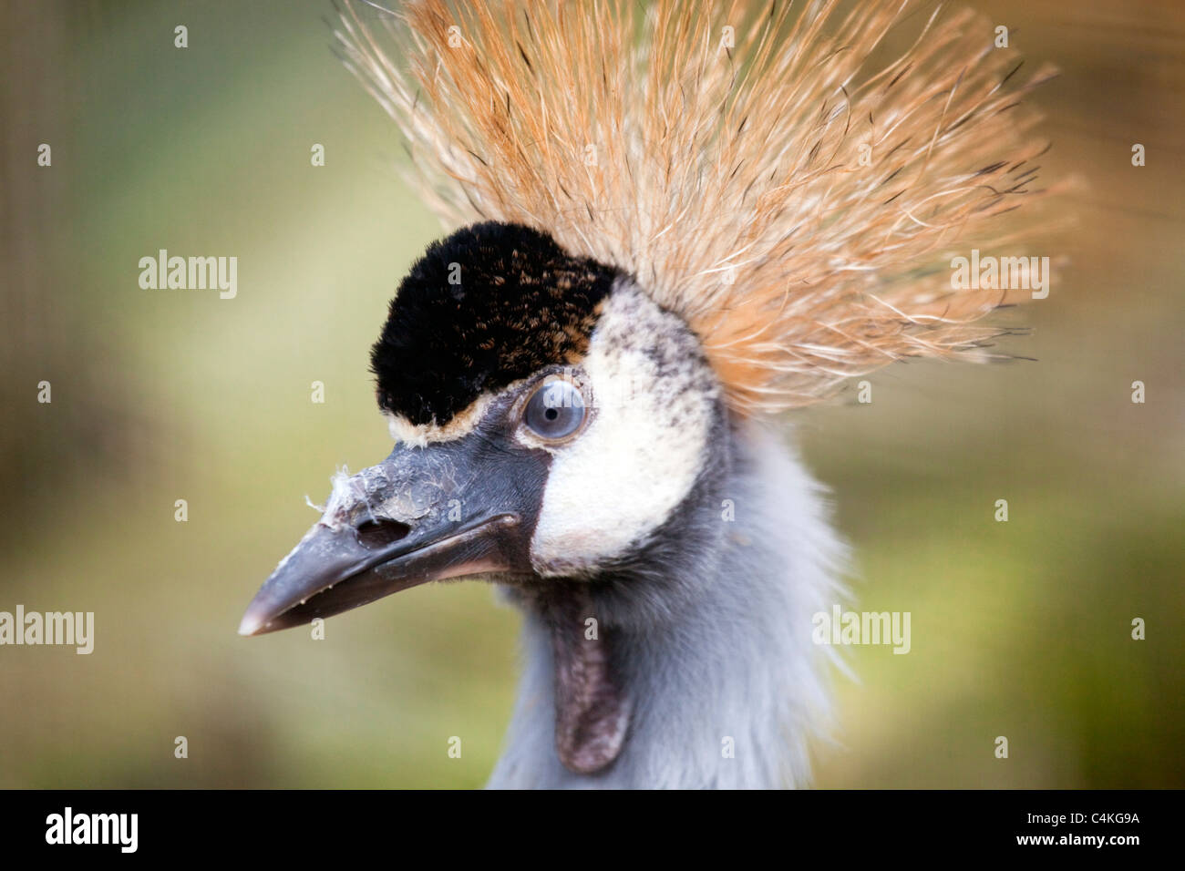 Gru coronata grigia o gru incoronata africana immagini e fotografie ...