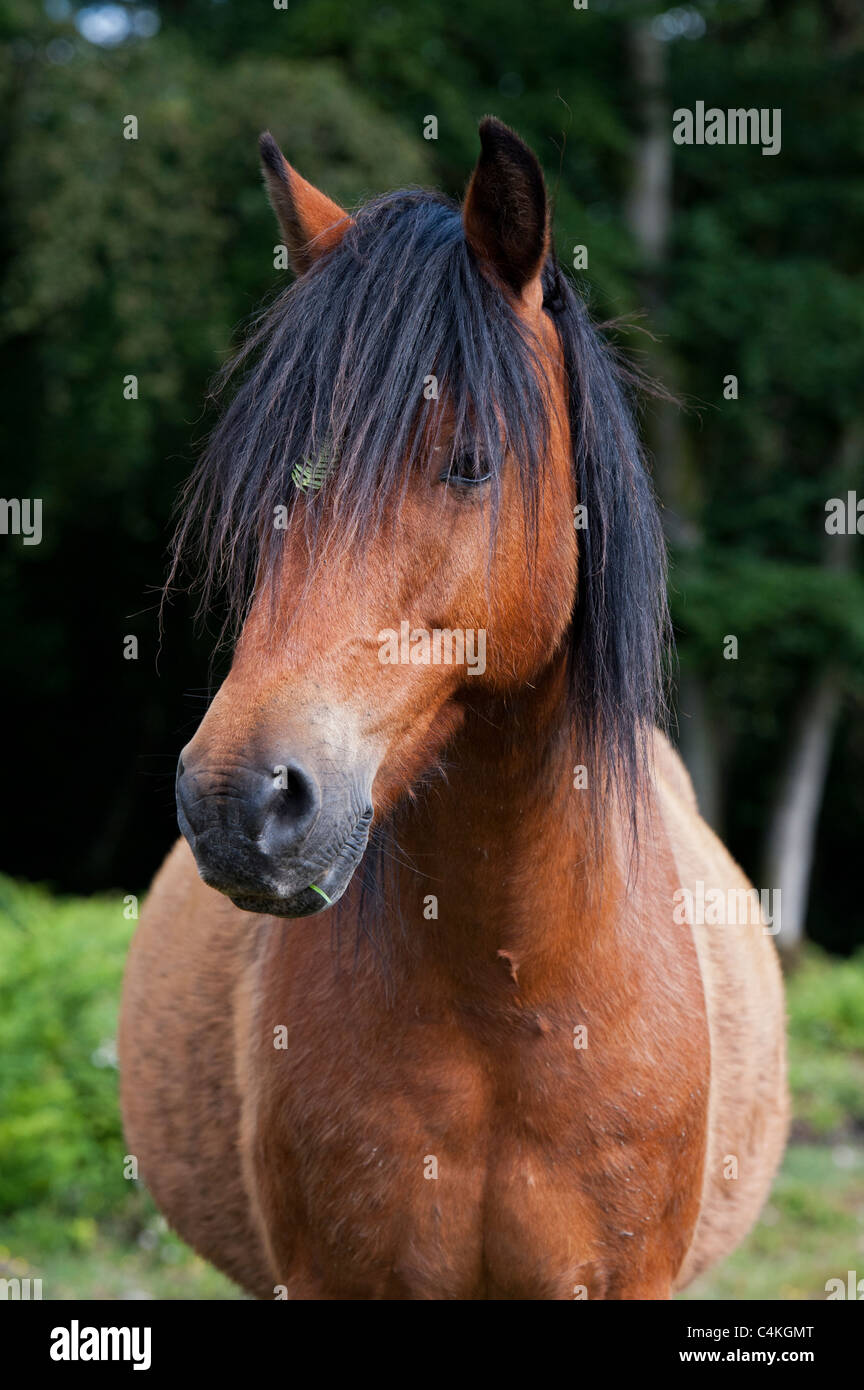 Razze autoctone immagini e fotografie stock ad alta risoluzione - Alamy